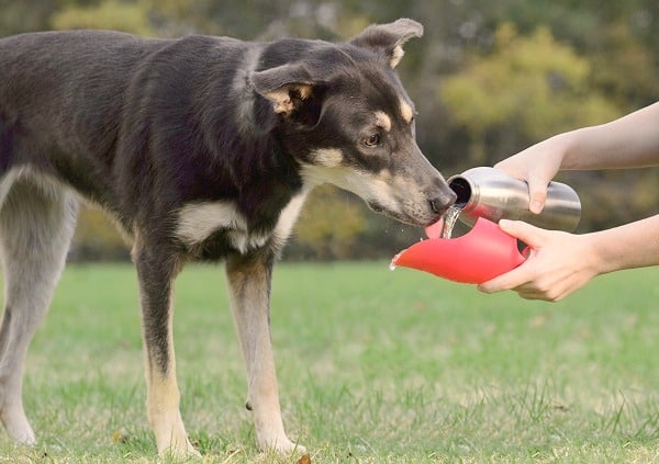H2O4K9 waterfles: KONG Drinkfles voor Honden van RVS