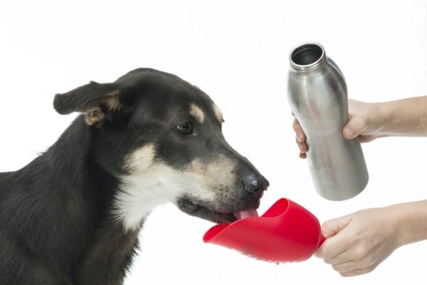 H2O4K9 waterfles: KONG Drinkfles voor Honden van RVS